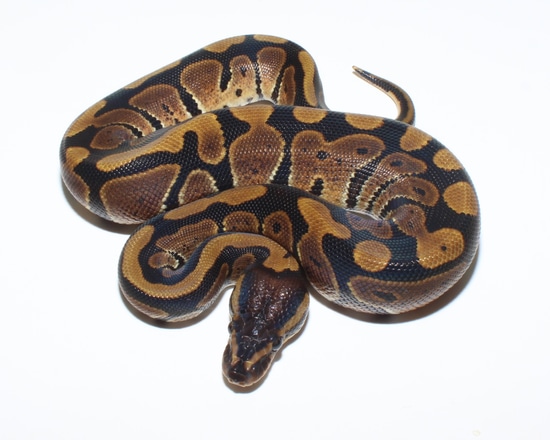 Normal Ball Python by Designer Ball Pythons