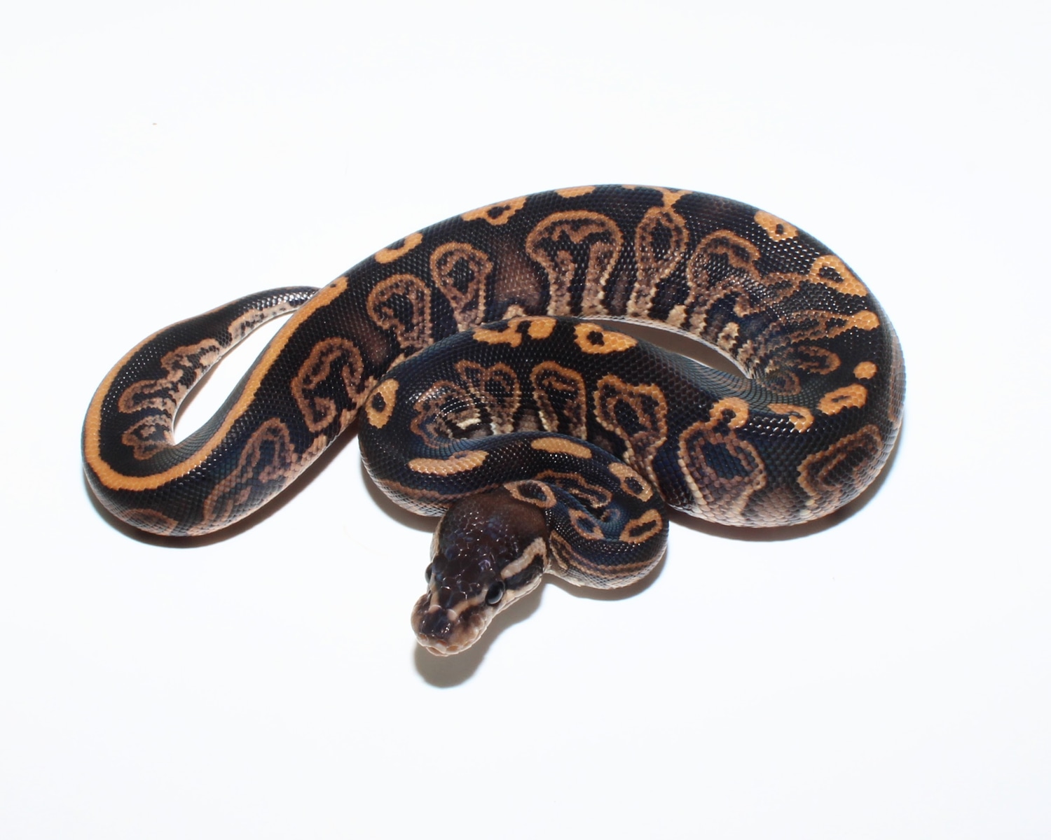 Cinnamon Smoke YB Ball Python by Designer Ball Pythons - MorphMarket