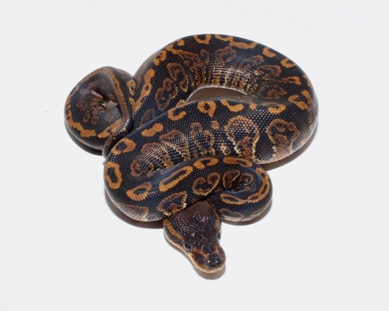 Super Smoke Ball Python by Designer Ball Pythons