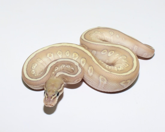 Hypo Hurricane Soulsucker Enchi Ball Python by Designer Ball Pythons