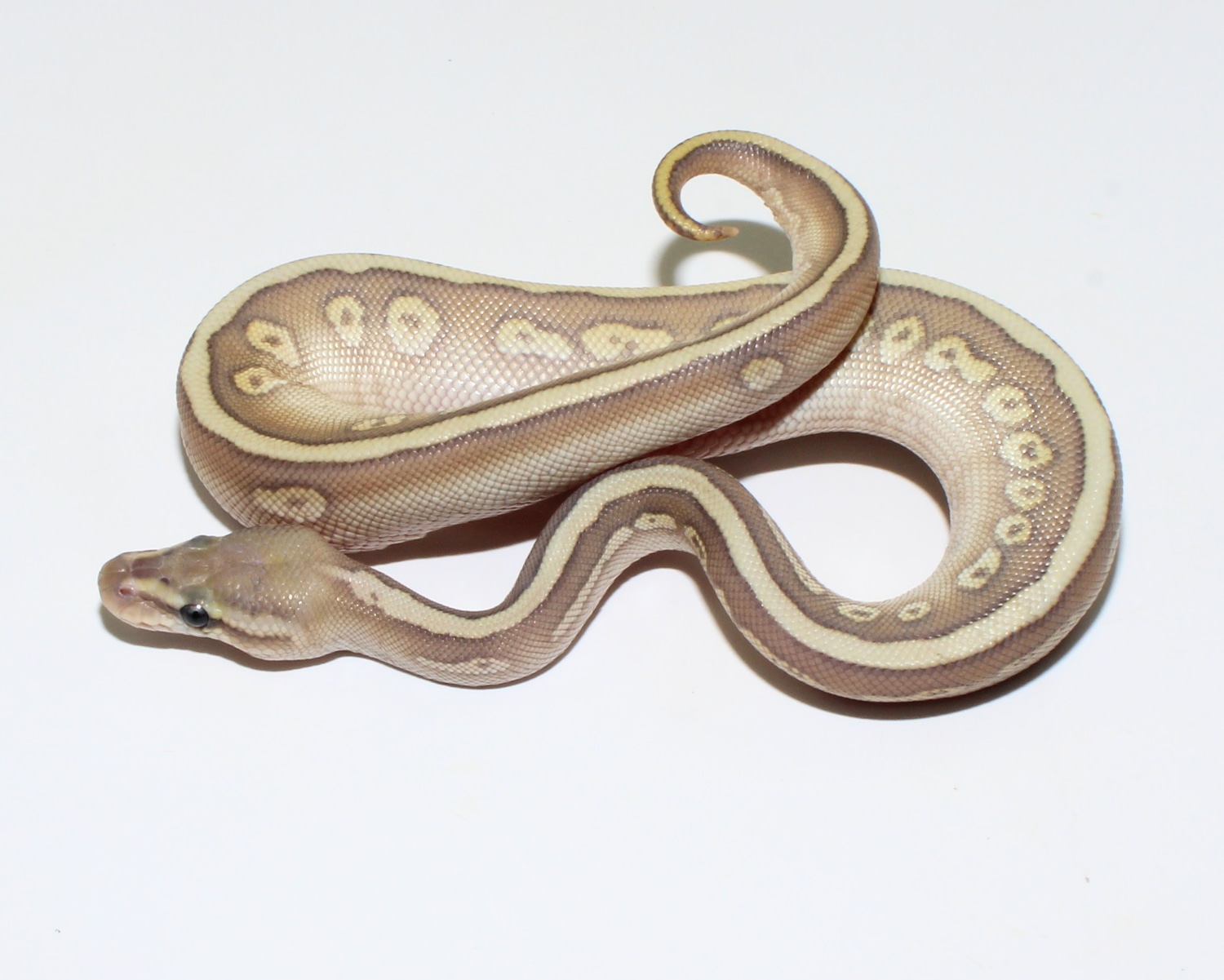 Hypo Soulsucker Ball Python by Designer Ball Pythons - MorphMarket