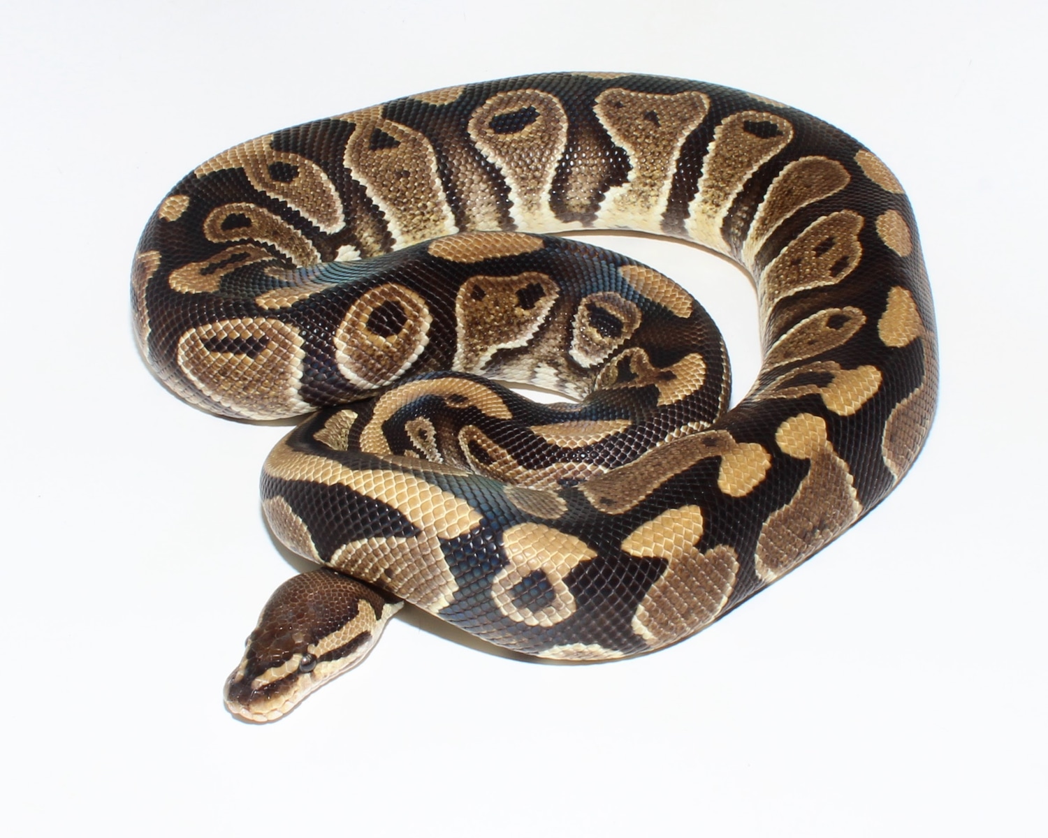 Wookie Het Clown Ball Python by Designer Ball Pythons - MorphMarket