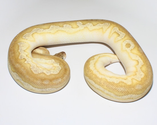 Black Pastel Super Orange Dream Lesser Clown Ball Python by Designer ...