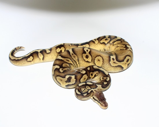 Pastel Wookie Het Hypo Ball Python by Designer Ball Pythons