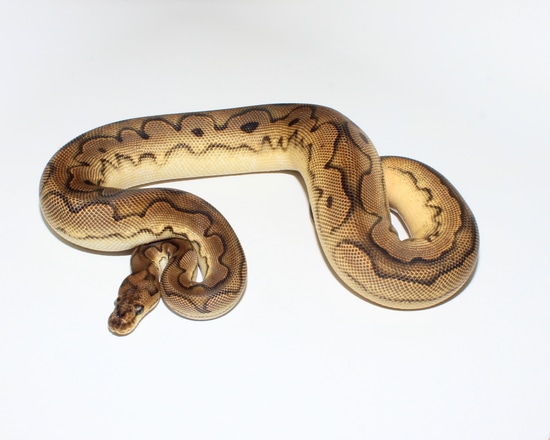 Black Pastel Sugar Clown Ball Python by Designer Ball Pythons