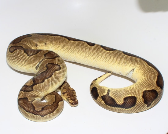 Enchi Clown Ball Python by Designer Ball Pythons