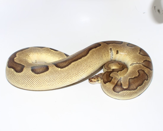 Enchi Clown Ball Python by Designer Ball Pythons