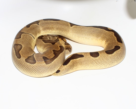 Enchi Clown Ball Python by Designer Ball Pythons