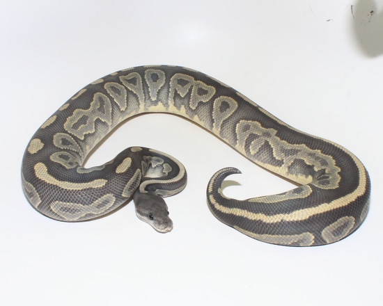 Cinder Hypo Ball Python by Designer Ball Pythons