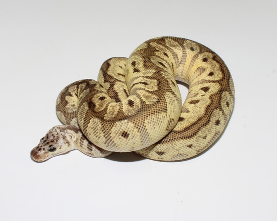 Pastel HGW Wookie Clown Ball Python by Designer Ball Pythons