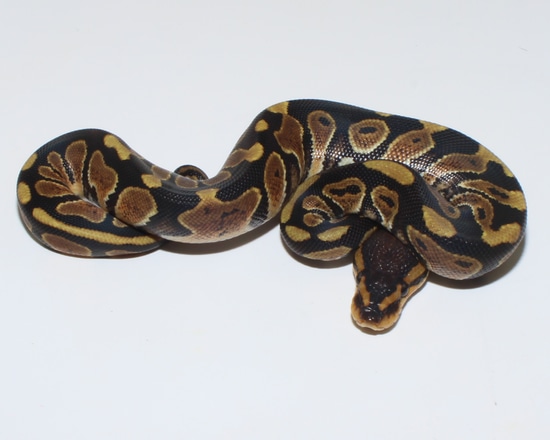 Wookie Het Clown Ball Python by Designer Ball Pythons