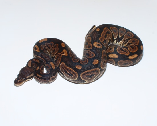 Smoke Cinnamon Ball Python by Designer Ball Pythons