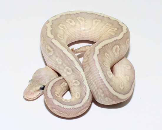 Hypo Hurricane Soulsucker Pastel Ball Python by Designer Ball Pythons