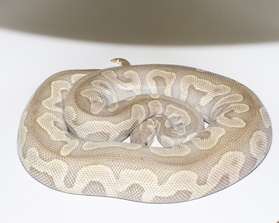 Mojave GHI Clown Ball Python by Designer Ball Pythons