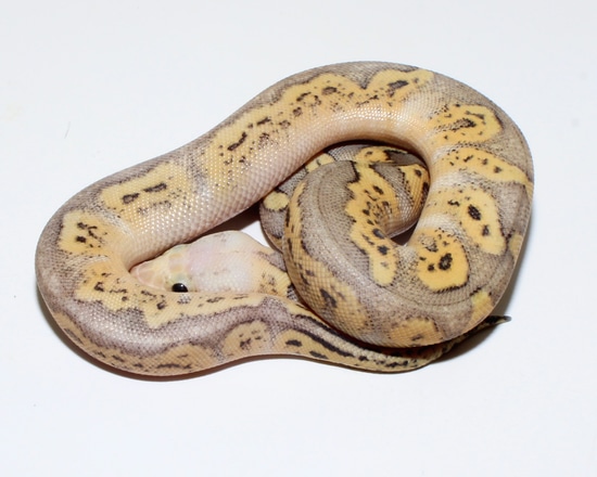Super Pastel Orange Dream Clown Ball Python by Designer Ball Pythons