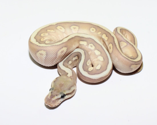 Hypo Soulsucker Enchi Ball Python by Designer Ball Pythons