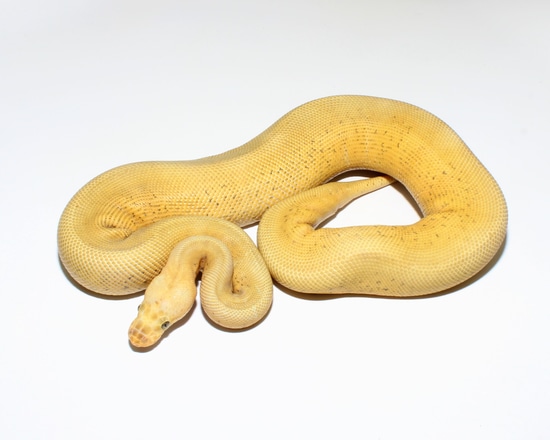 Confusion Pinstripe Super Pastel Clown Ball Python by Designer Ball Pythons