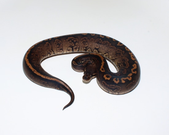 Super Smoke Yellowbelly Ball Python by Designer Ball Pythons