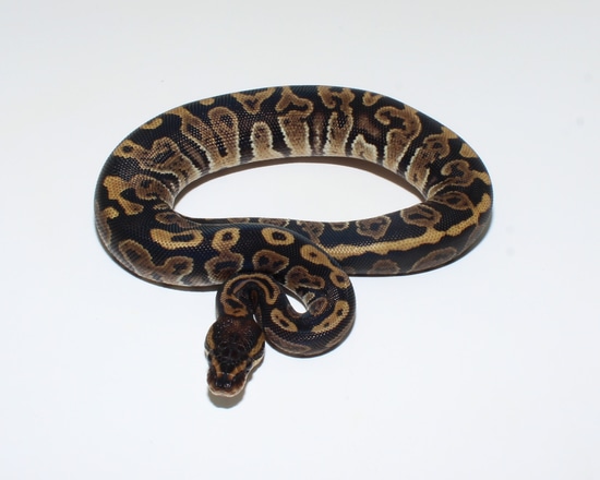 Smoke Ball Python by Designer Ball Pythons