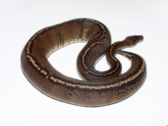 Super Smoke Cinnamon Yellowbelly Ball Python by Designer Ball Pythons
