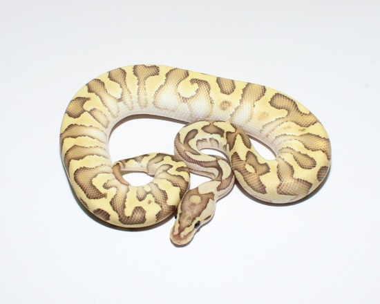 Lesser Crypton Fire Or Disco 66% Het Hypo Ball Python by Designer Ball ...