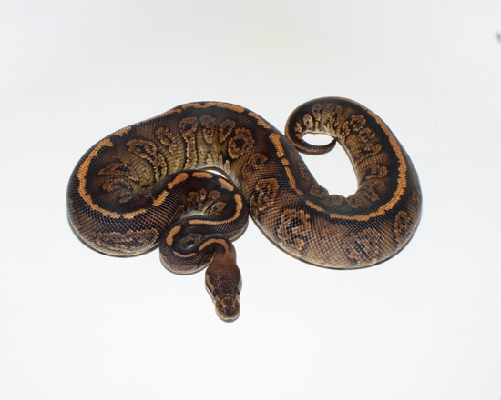 Super Smoke Yellowbelly Ball Python by Designer Ball Pythons