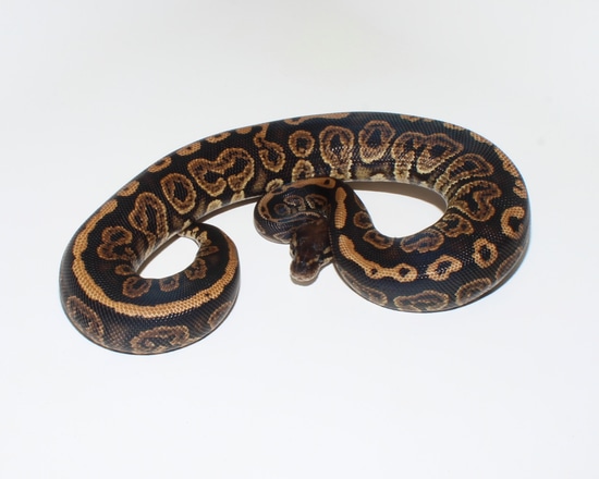 Super Smoke Ball Python by Designer Ball Pythons