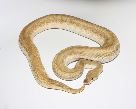 Lesser Black Head Red Gene Ringer Gene Clown Ball Python by Designer ...