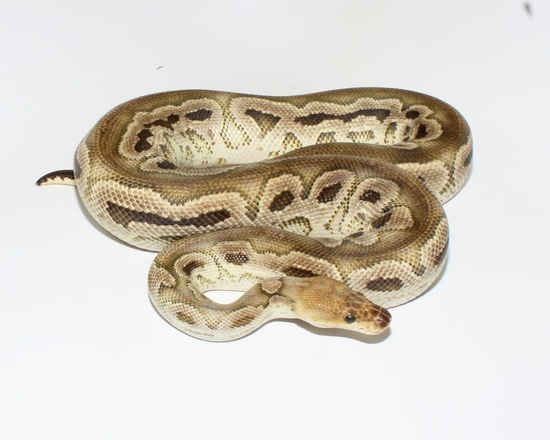 Bongo Clown Ball Python by Designer Ball Pythons