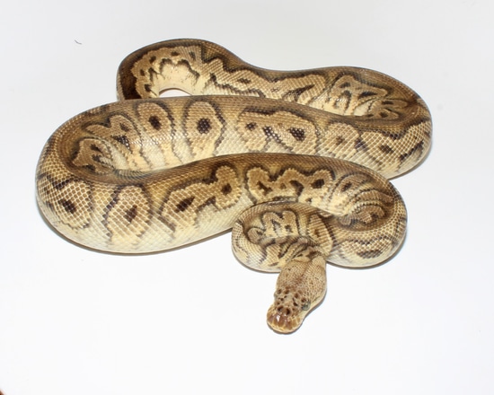 Stranger Pastel Clown Ball Python by Designer Ball Pythons