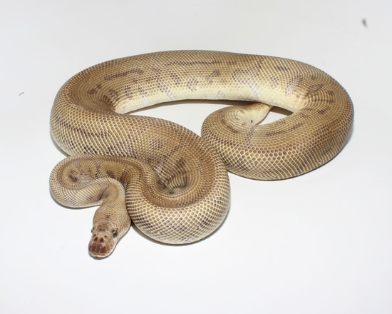 Phantom Hidden Gene Woma Leopard Clown Ball Python by Designer Ball Pythons