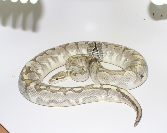 Bamboo Hypo Paradox Ball Python by Designer Ball Pythons
