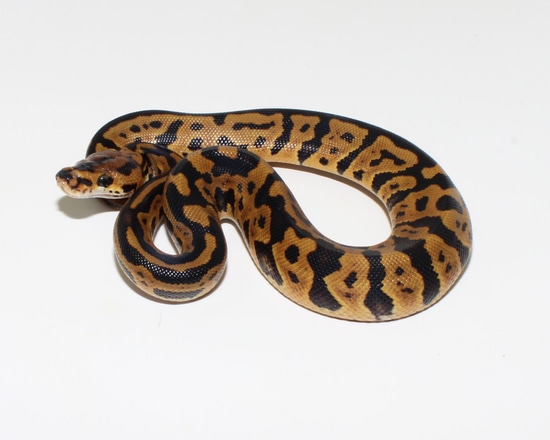 Enchi Confusion Clown Ball Python by Designer Ball Pythons