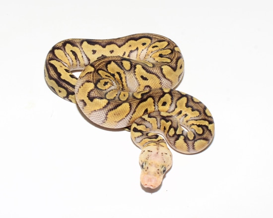 Pastel Clown Het Hypo Ball Python by Designer Ball Pythons