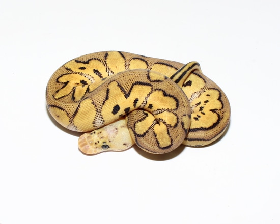 Pastel Clown Ball Python by Designer Ball Pythons