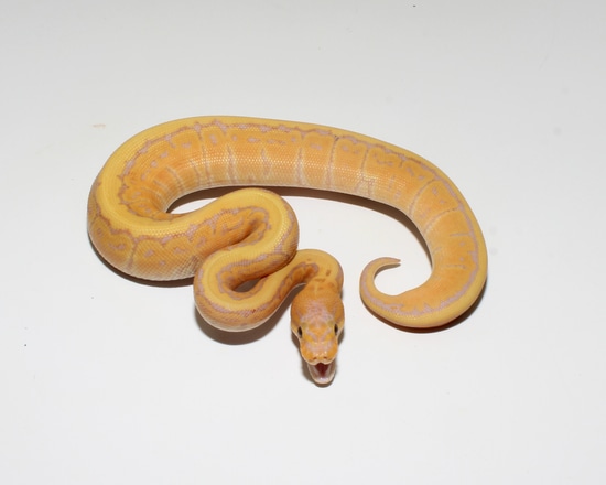 Banana Fire Pinstripe Double Het Sunset Clown Ball Python by Designer ...