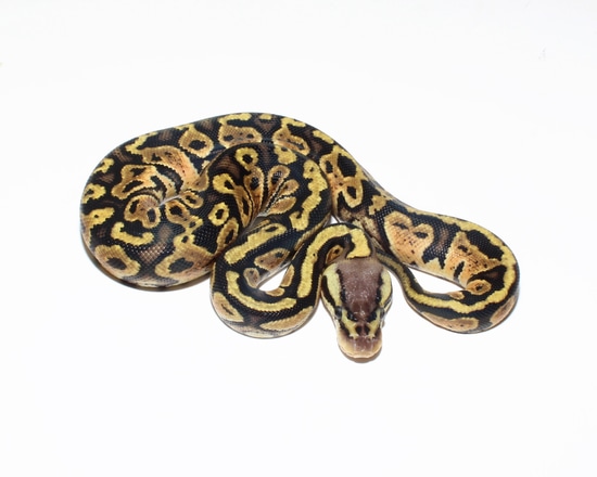 Pastel Smoke Het Clown Ball Python by Designer Ball Pythons