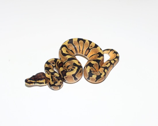 Enchi Ball Python by Designer Ball Pythons