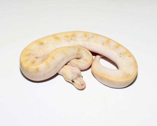 Champagne GHI Pastel Lesser Triple Clown Hypo Desert Ghost Ball Python ...