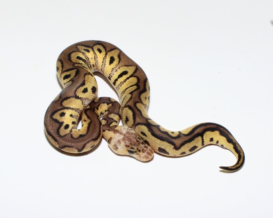 Pastel Clown Ball Python by Designer Ball Pythons