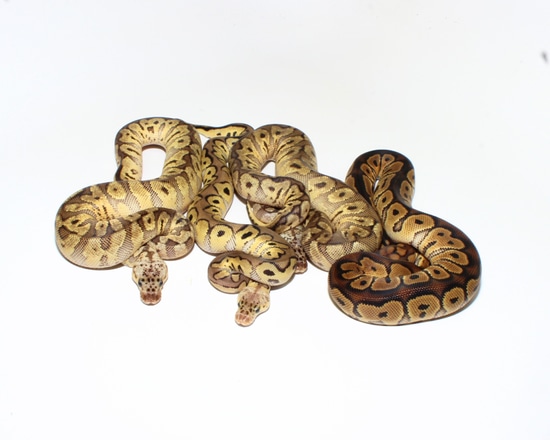 Clown Group Of 4 Ball Python by Designer Ball Pythons