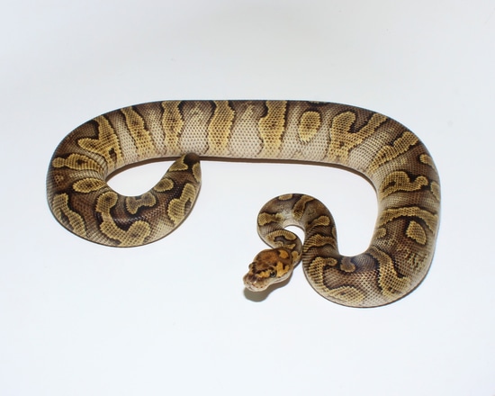 Stranger GHI Enchi Clown Ball Python by Designer Ball Pythons