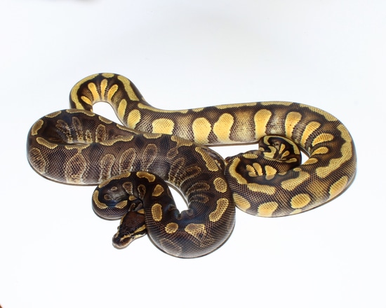 Stranger GHI Pastel Enchi Het Clown Pair Ball Python by Designer Ball ...