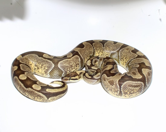 Enchi Yellow Belly Het Desert Ghost Ball Python by Designer Ball Pythons