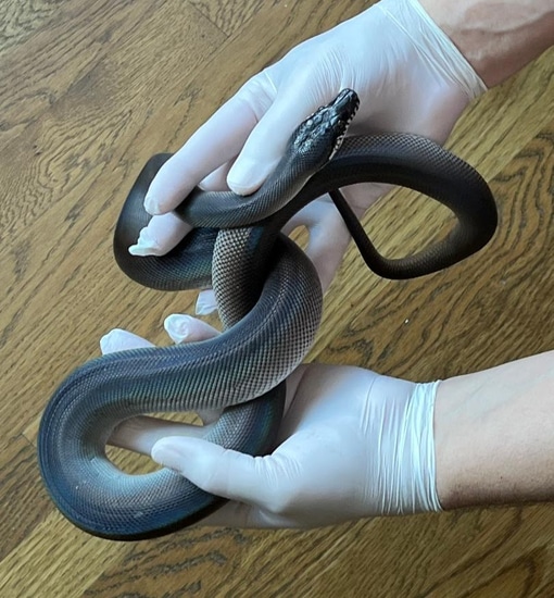 Southern White Lip Python White-Lipped Python by Designer Ball Pythons