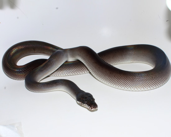 Southern White Lipped Python White-Lipped Python by Designer Ball Pythons