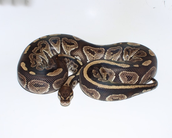 Redhead Het Clown Ball Python by Designer Ball Pythons
