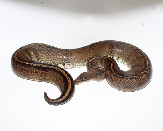 Super Smoke Cinnamon Yellowbelly Ball Python by Designer Ball Pythons