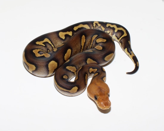 Wookie Raven Clown Ball Python by Designer Ball Pythons