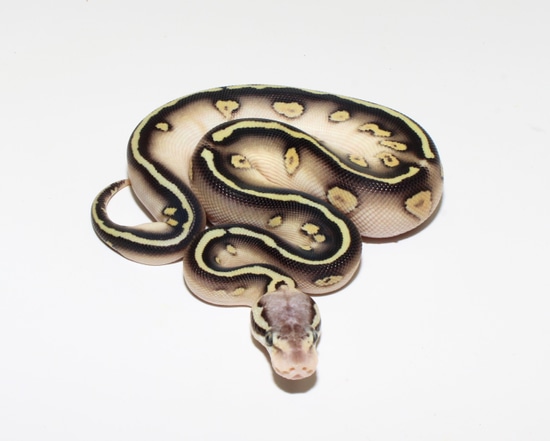 Wookie Butter DH Desert Ghost Clown Pastel Ball Python by Designer Ball Pythons